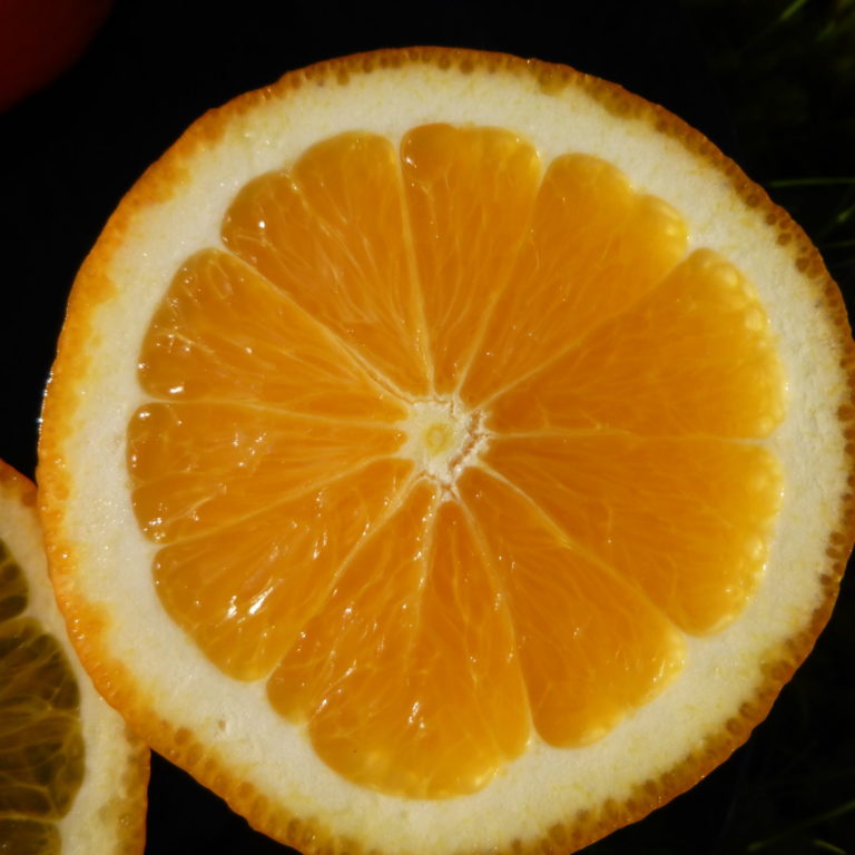 Apfelsine – Orange – Citrus sinensis – Lehrgarten FHS Bremen