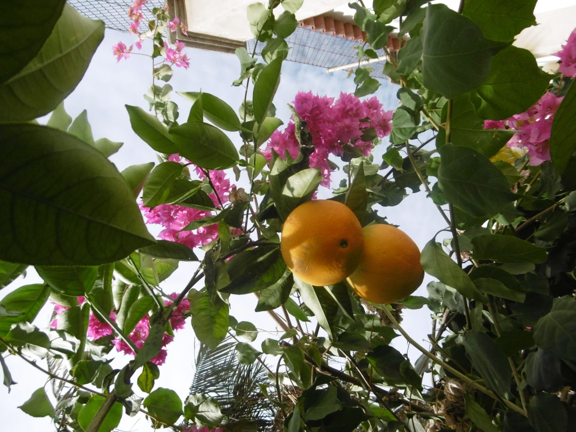 Apfelsine – Orange – Citrus sinensis – Lehrgarten FHS Bremen